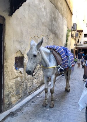 5 Things to Do in Fez